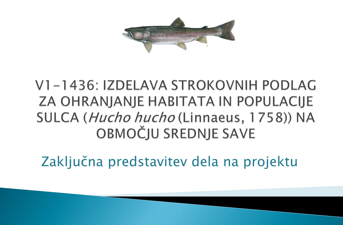Izdelava strokovnih podlag za ohranjanje habitata in populacije sulca ...