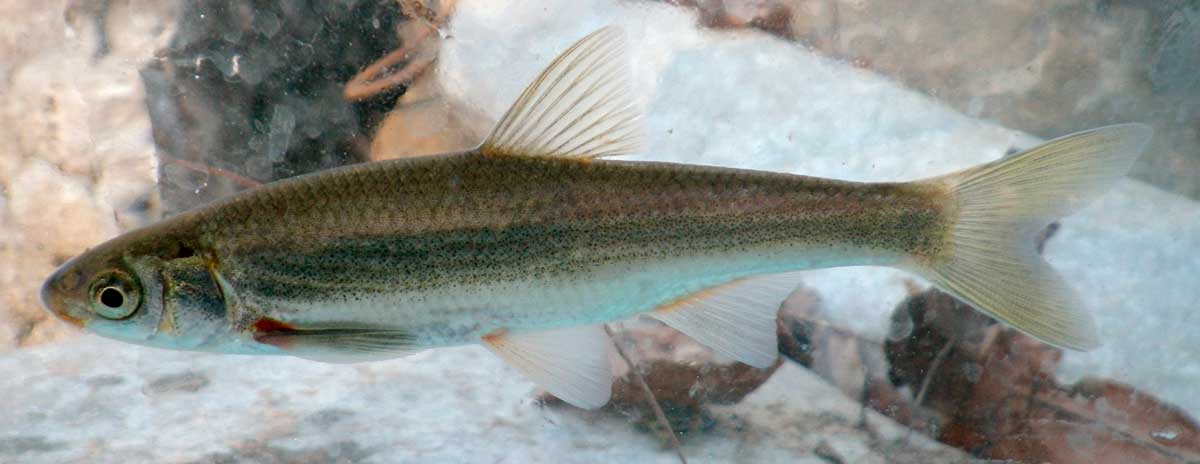 Primorska podust (Protochondrostoma genei) v Sloveniji - Zavod za ...